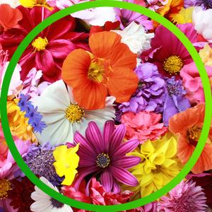 Golden Hills Farm | Best Quality Seeds, Live Plants & Gardening Supplies