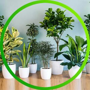 Golden Hills Farm | Best Quality Seeds, Live Plants & Gardening Supplies