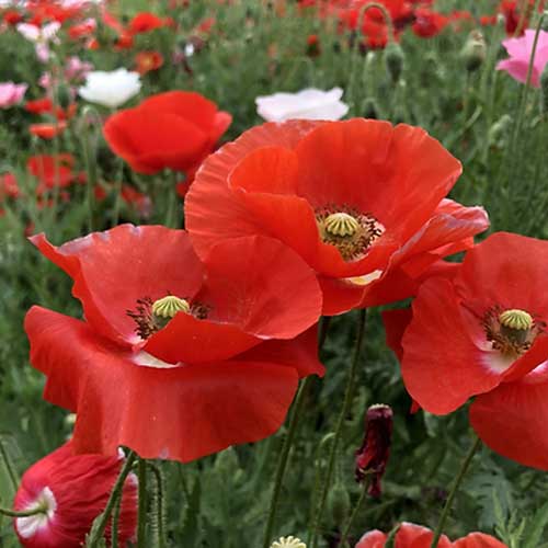Indian Shirley Poppy Mix Seeds – Majestic Winter Blooms for Garden Beds ...