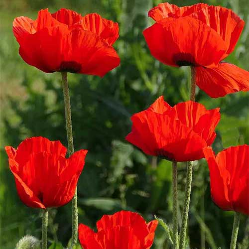 Indian Shirley Poppy Mix Seeds – Majestic Winter Blooms for Garden Beds ...